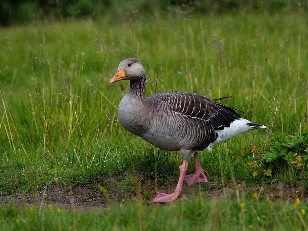 ML205024841 - Graylag Goose (European) - Macaulay Library
