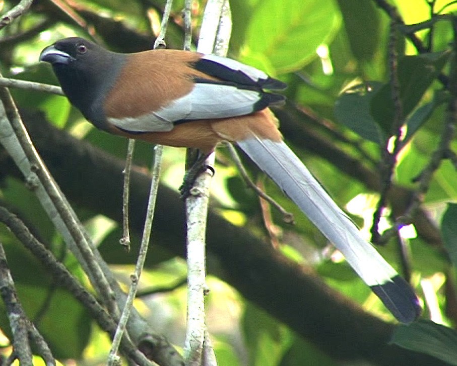Photos - Rufous Treepie - Dendrocitta vagabunda - Birds of the World