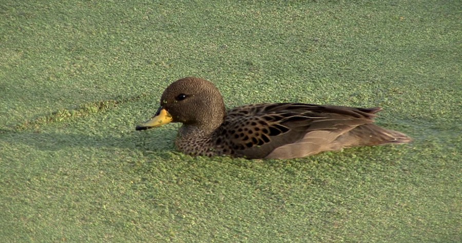 Yellow-billed Teal (flavirostris) - eBird