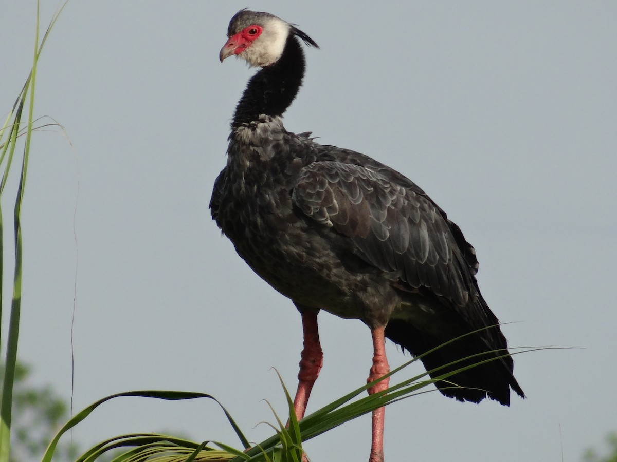 ML205091531 - Northern Screamer - Macaulay Library