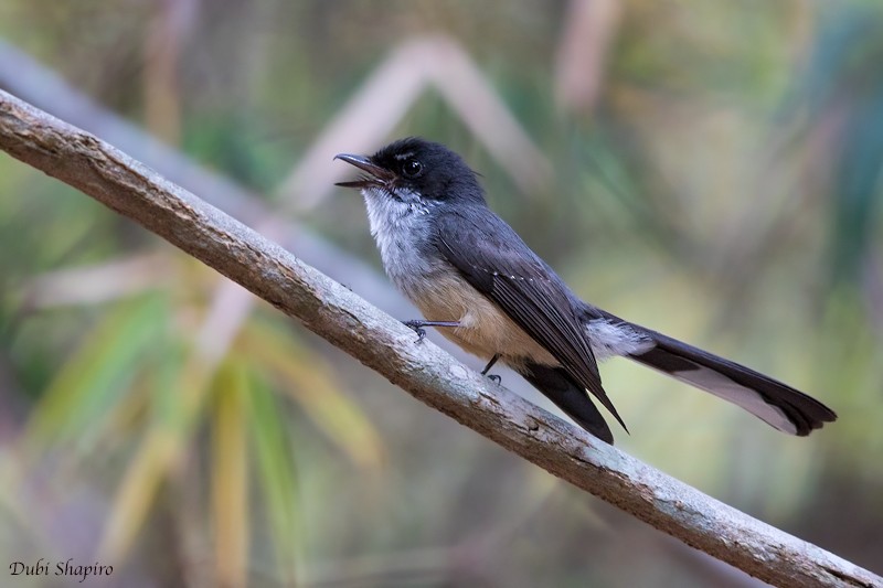 Northern Fantail (Timor) - eBird