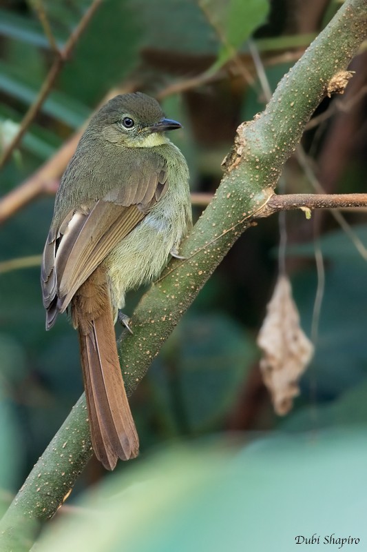 Cabanis's Greenbul (Cabanis's) - eBird