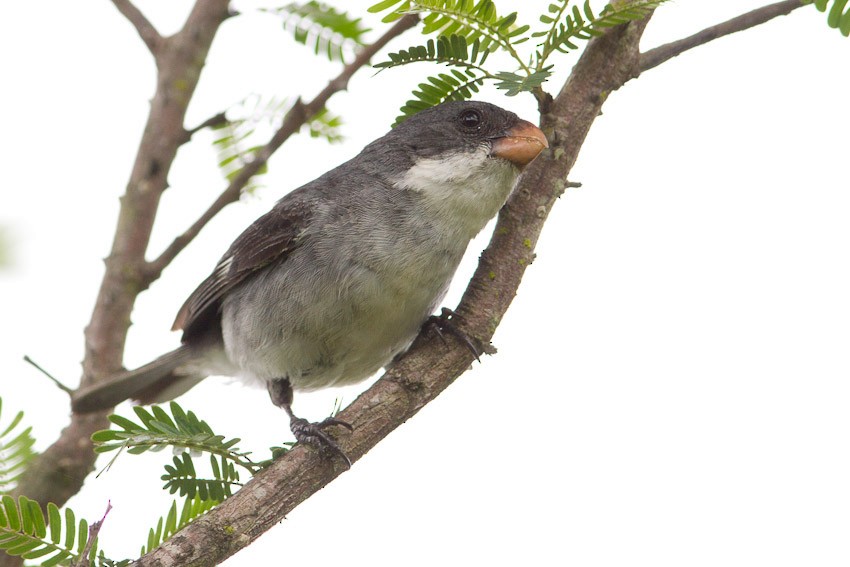 White-bellied Seedeater (Grey-backed) - eBird