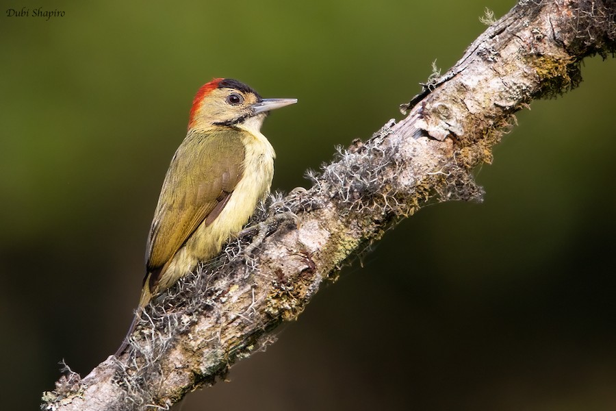 Pito de Elliot (johnstoni) - eBird