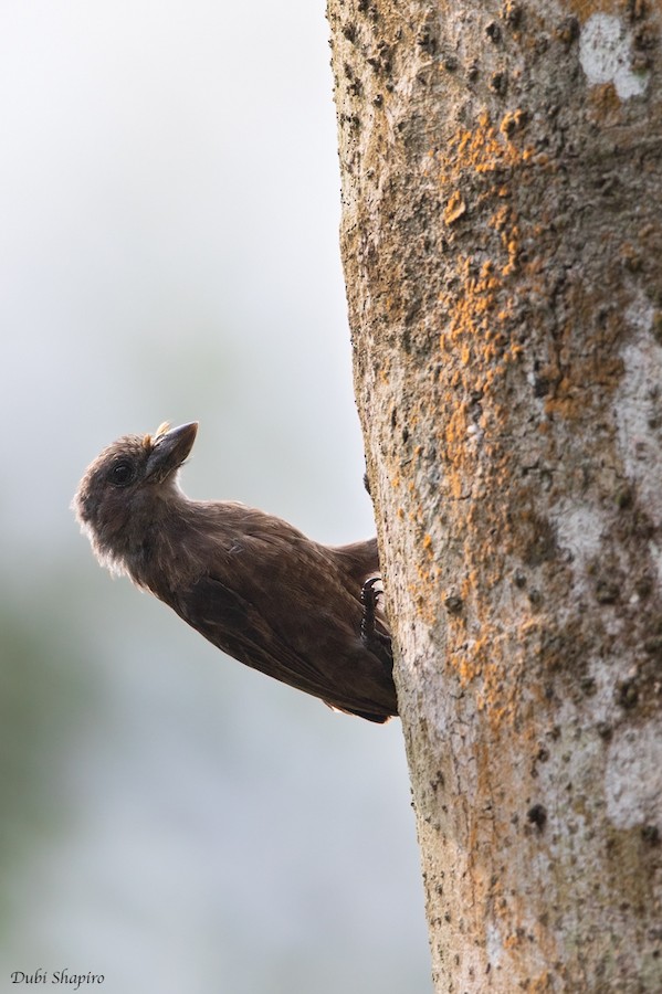 Barbudo Gorjigrís (bonapartei) - eBird