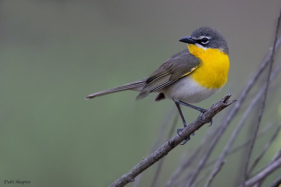 Yellow-breasted Chat (auricollis) - eBird