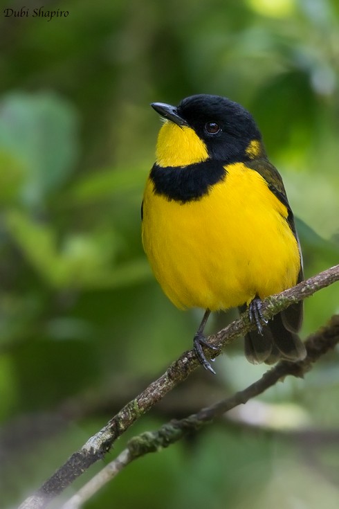 Fiji Whistler (Fiji) - eBird