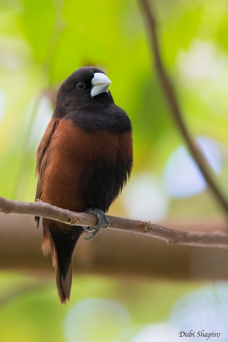 ML205117971 - Chestnut Munia - Macaulay Library
