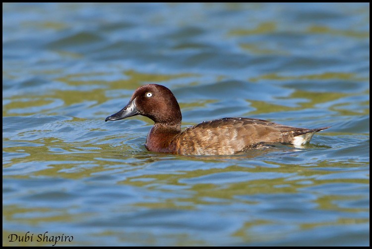 ML205139381 - Madagascar Pochard - Macaulay Library