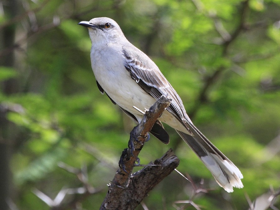 Tropical Mockingbird (Southern) - eBird