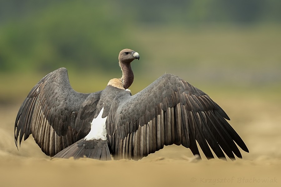 BOW Seminar: Asian Vulture Conservation, featuring Chris Bowden, MBE ...