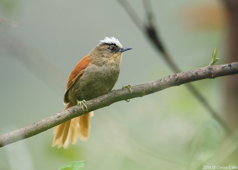 Marcapata Spinetail (Pale-crowned) - eBird