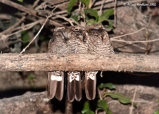Band-tailed Nighthawk (Band-tailed) - eBird