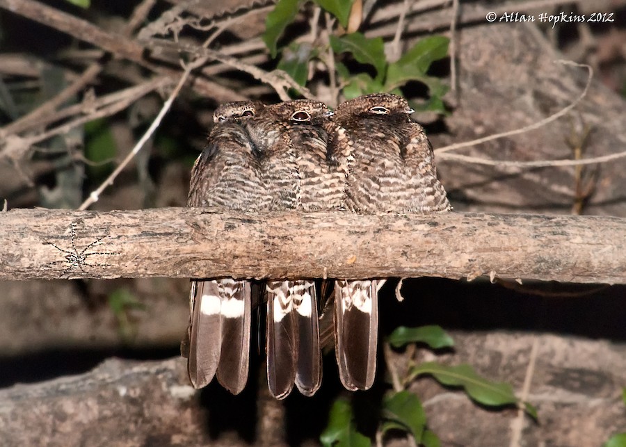 Band-tailed Nighthawk (Band-tailed) - eBird