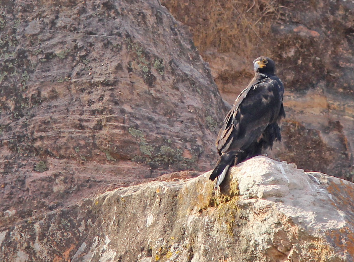 eBird Checklist - 13 Jan 2014 - Jemmu Valley (Jemma Valley) - 6 species