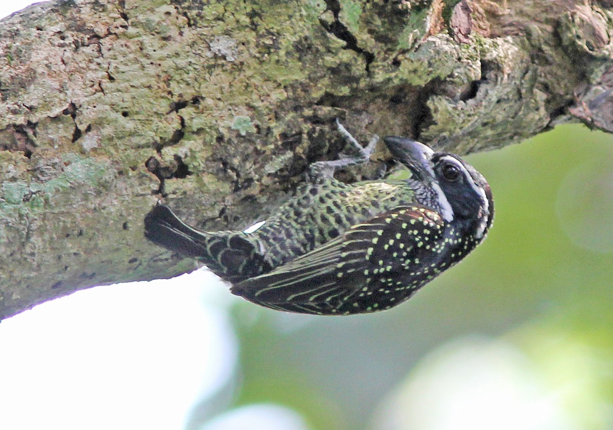 ML205372321 - Hairy-breasted Barbet (Streaky-throated) - Macaulay Library