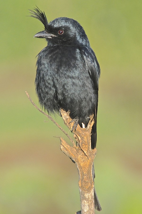 Crested Drongo (Madagascar) - eBird