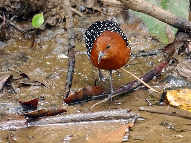 White-spotted Flufftail (Southern) - eBird