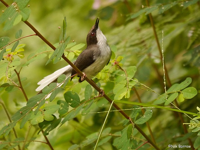 Buff-throated Apalis (Buff-throated) - eBird