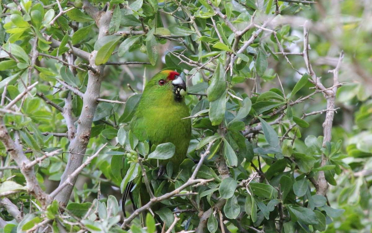 ML205475511 - Chatham Islands Parakeet - Macaulay Library