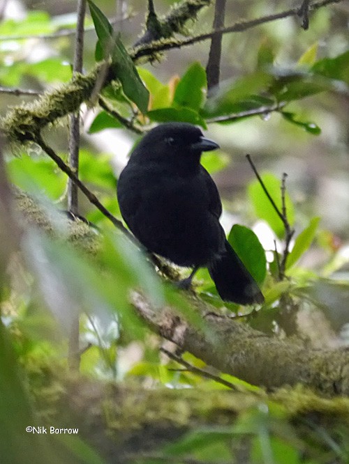 Bubú de Fülleborn (fuelleborni) - eBird