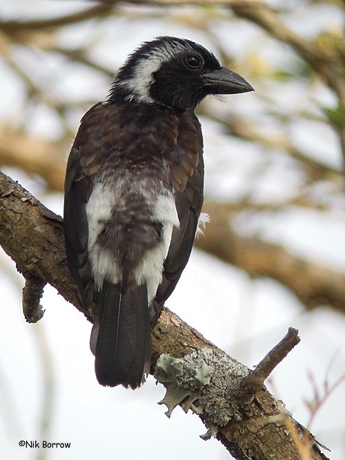 Barbudo Orejiblanco Común (leucotis/kilimensis) - eBird