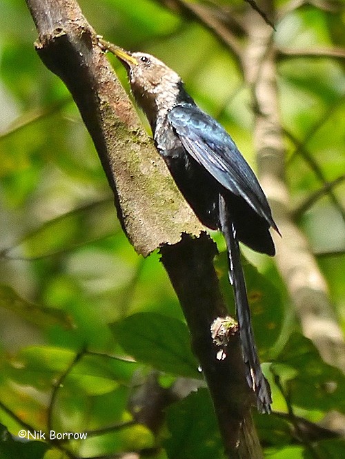 Forest Scimitarbill (Eastern) - eBird