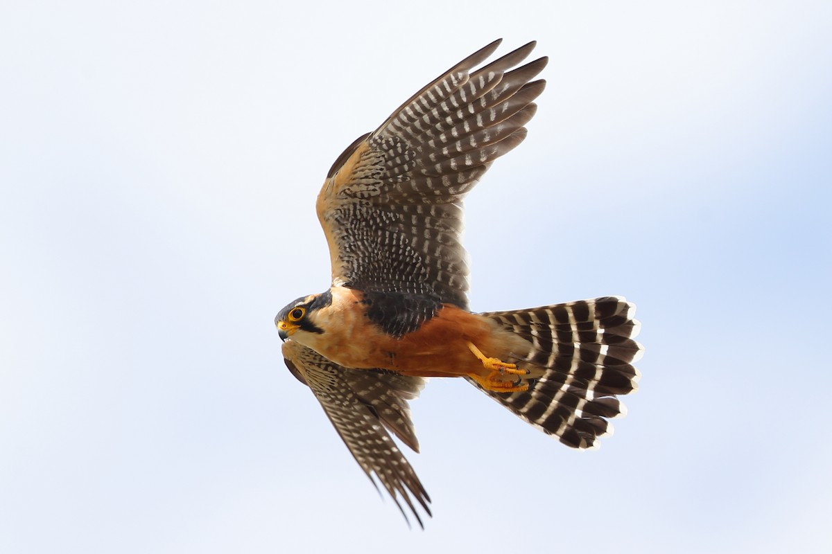 ML205512661 - Aplomado Falcon - Macaulay Library