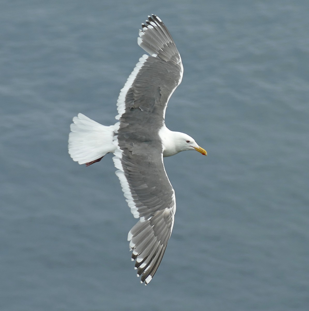 ML205527261 - Slaty-backed Gull - Macaulay Library