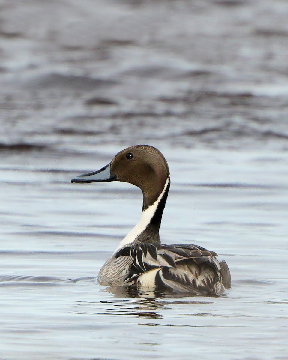 eBird Checklist - 14 Jun 2017 - Churchill - 6 species