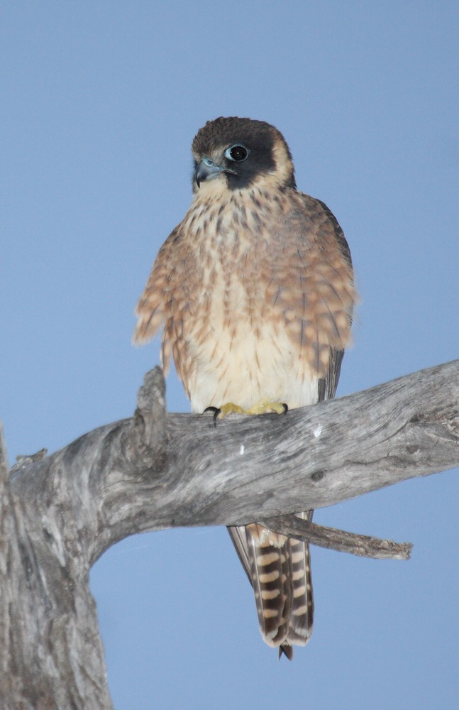 ML205579741 - Australian Hobby - Macaulay Library