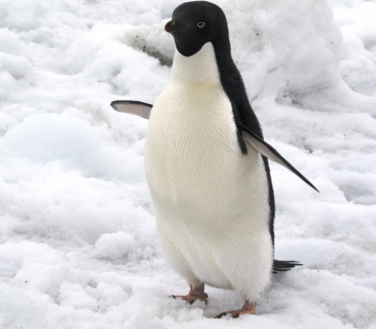 ML205618791 - Adelie Penguin - Macaulay Library