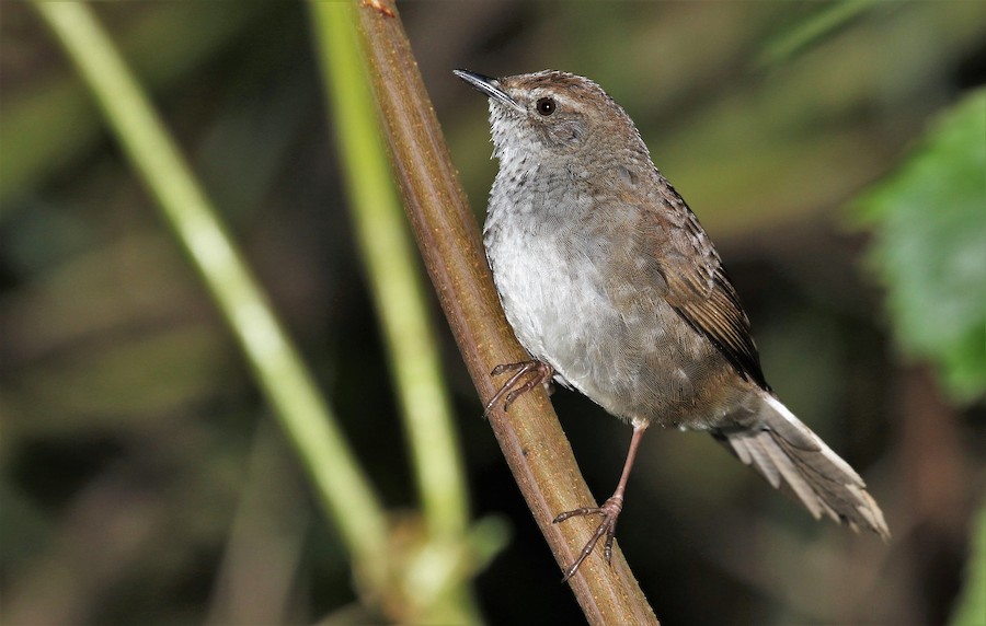 Locustelle de Java (montis) - eBird
