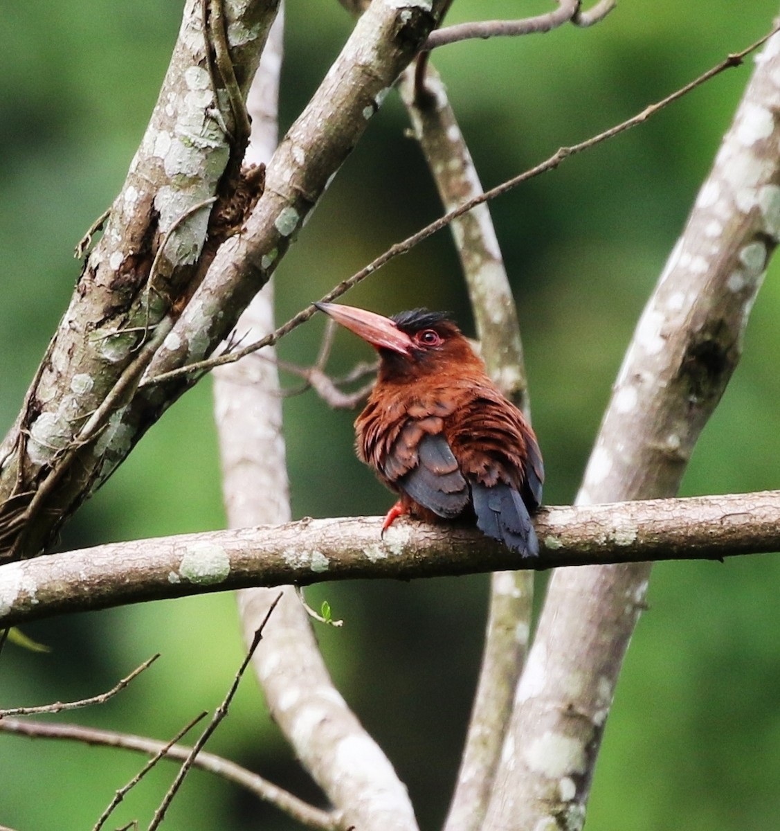 ML205622381 - Purus Jacamar - Macaulay Library