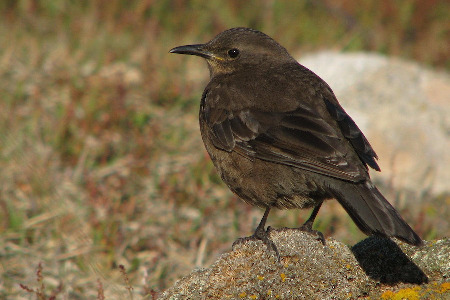 Blackish Cinclodes (Blackish) - eBird