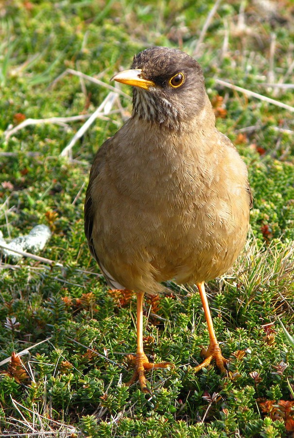 Austral Thrush (Falkland) - eBird