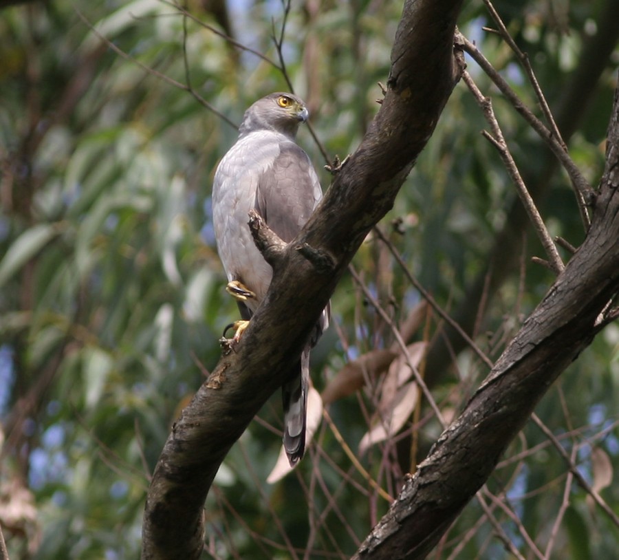 Bicolored Hawk (Spotted) - eBird