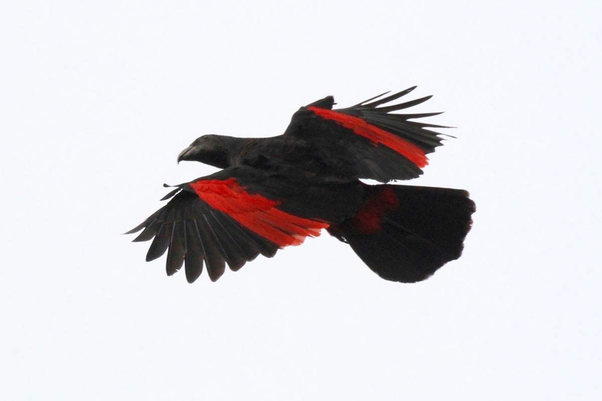 eBird Checklist - 23 Jul 2016 - Madang - 1 species