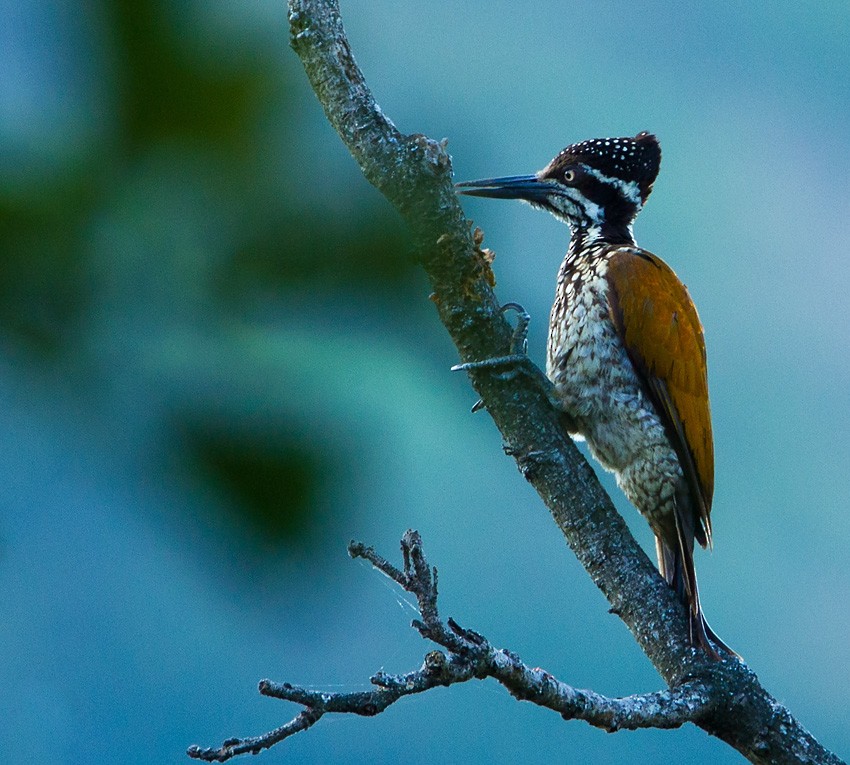 ML205746301 - Malabar Flameback - Macaulay Library