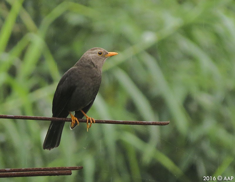 Sundaic Island-Thrush (Stresemann's) - eBird