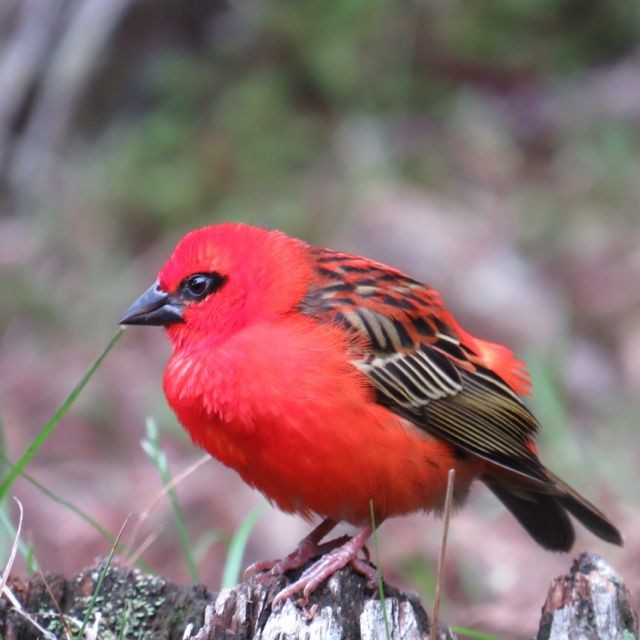 ML205770791 - Red Fody - Macaulay Library