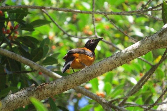 Hooded Pitohui - Pitohui dichrous - Media Search - Macaulay Library and ...