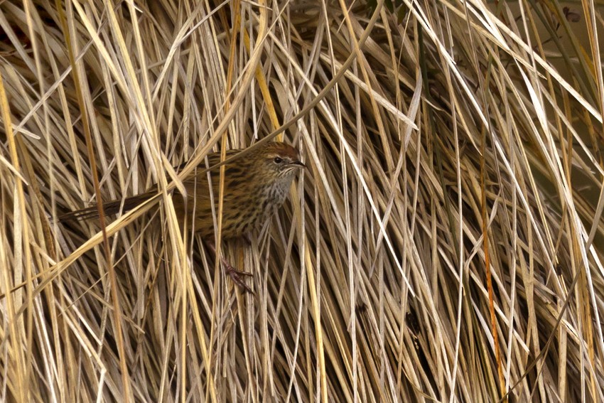 New Zealand Fernbird - eBird