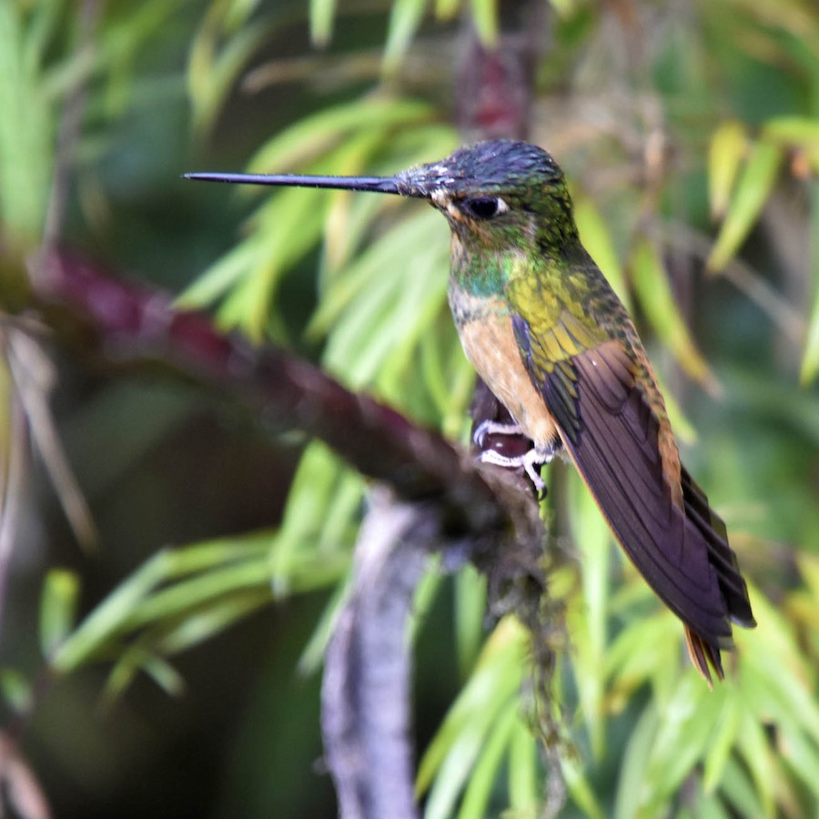 Violet-throated Starfrontlet (Bolivian) - eBird