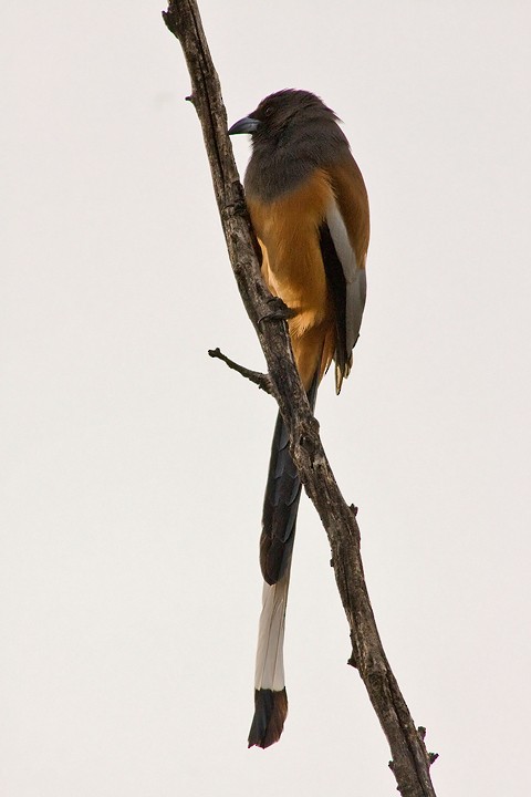 Photos - Rufous Treepie - Dendrocitta vagabunda - Birds of the World