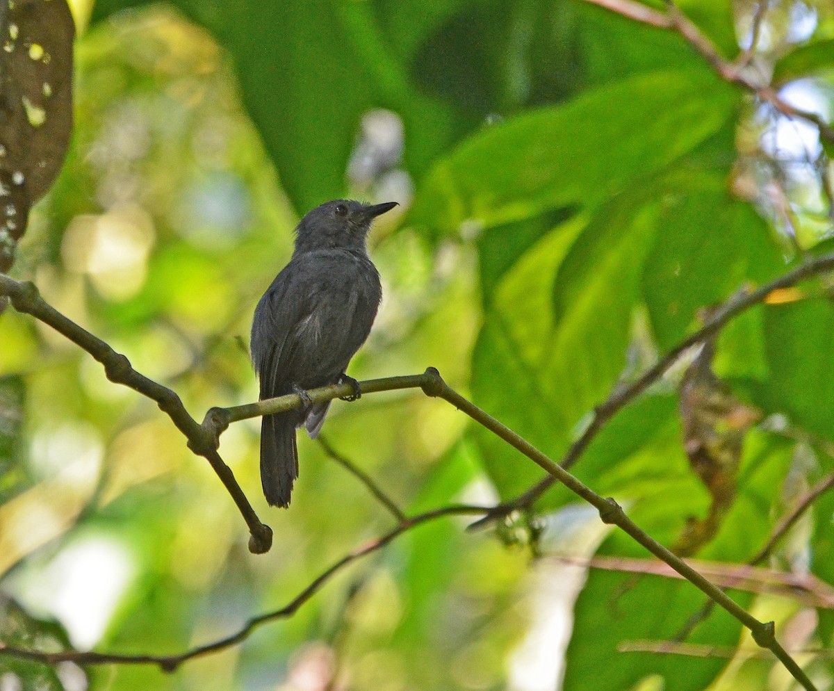 ML205796111 - Bluish-slate Antshrike - Macaulay Library