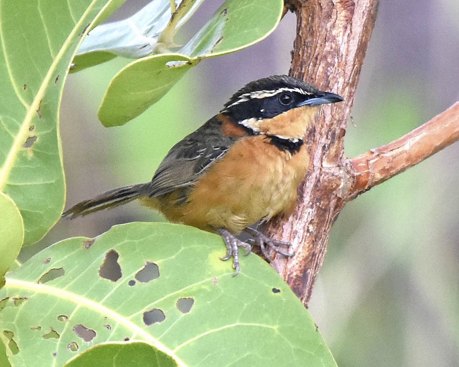 Collared Crescentchest (Double-collared) - eBird
