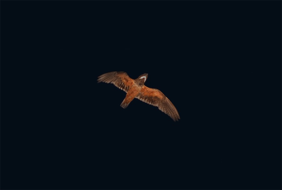 Short-tailed Nighthawk (nattereri) - eBird