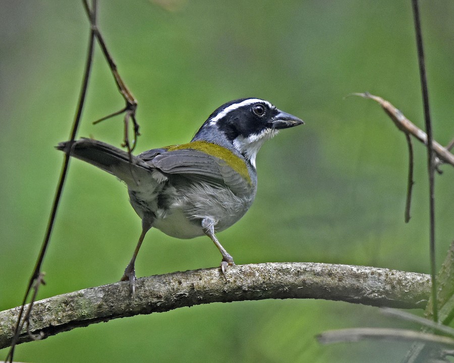 Black-capped Sparrow (Marañon) - eBird