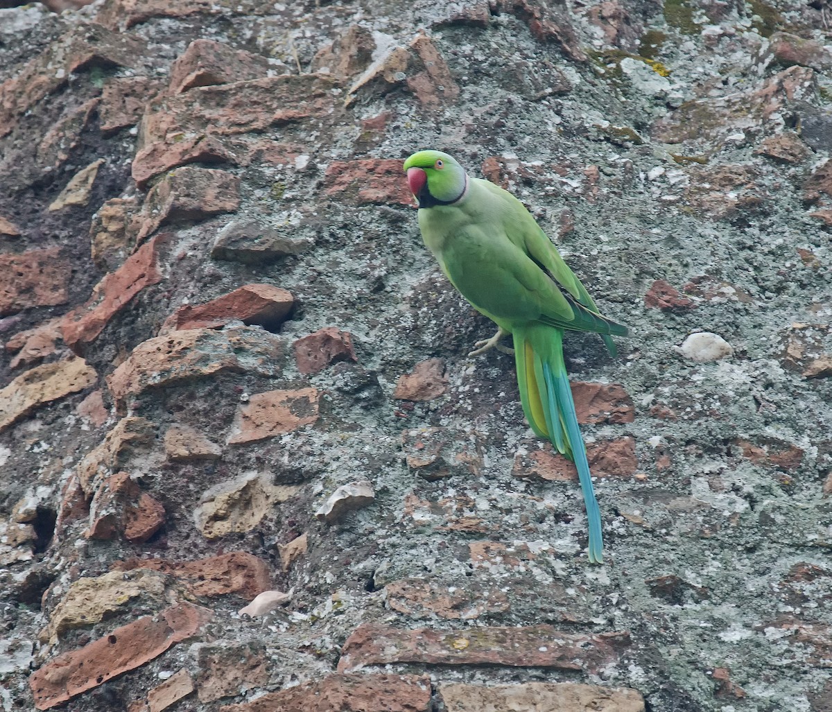 ML205823321 - Rose-ringed Parakeet - Macaulay Library